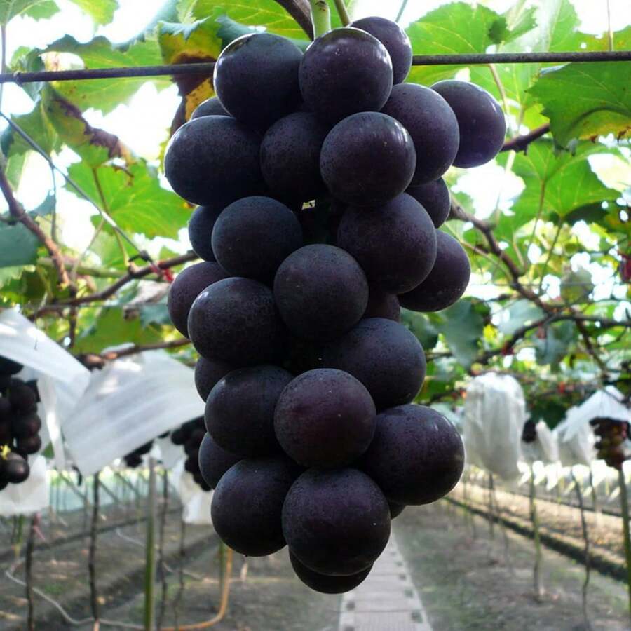 High Germination Rate GARDEN Kyoho Grapes Seed 100 Seeds Sweet Grape ...
