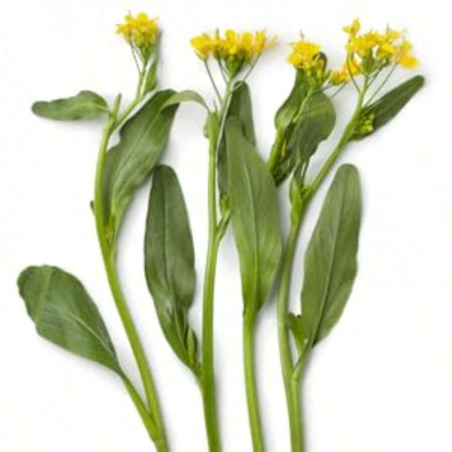 3500 Yu Choy Sum Seeds For Planting - Ci Ngt - Col De Floracin China ...