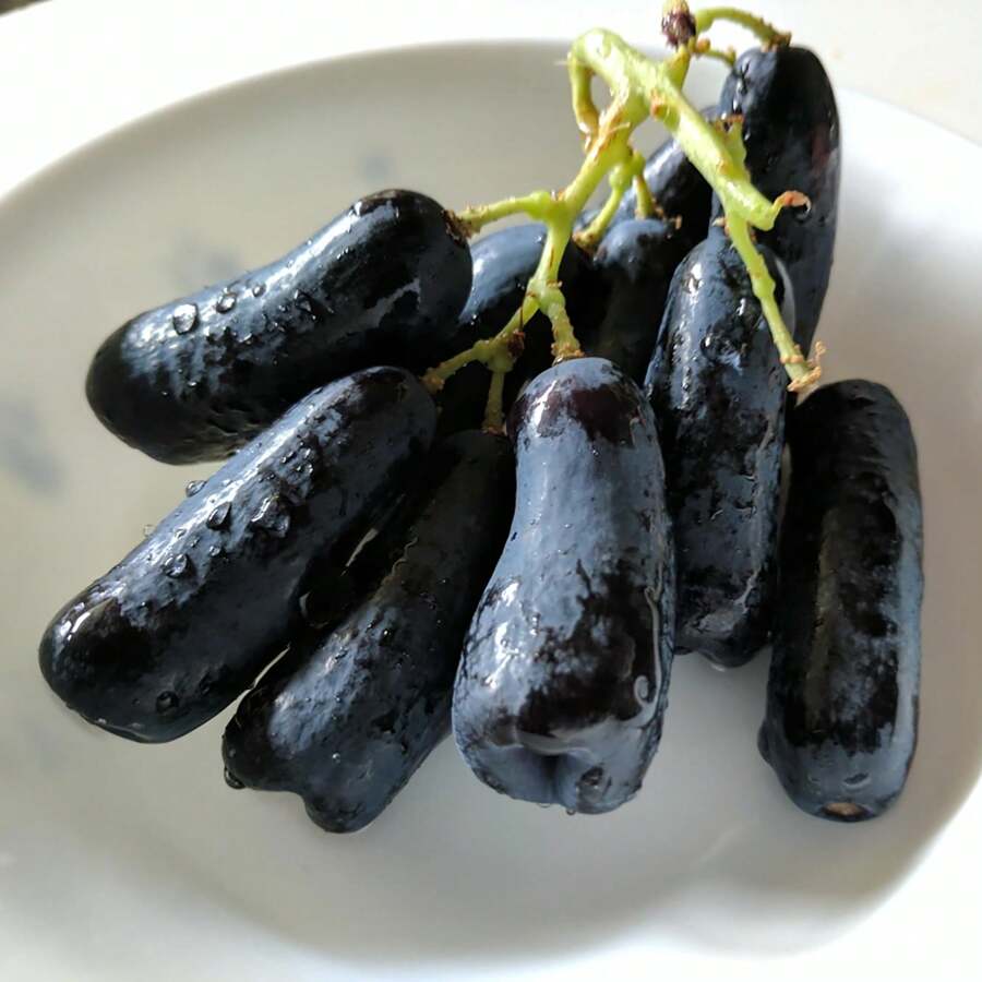 100 Black Finger Grape Seeds For Planting, Heirloom & Non-GMO Sweet Grape Tree Climbing Plants ...