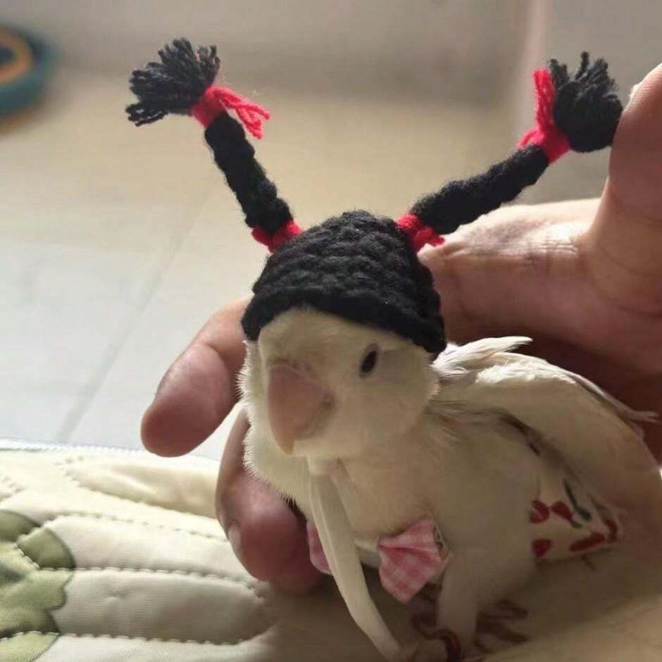 Handmade Knitted Parrot & Hamster Pet Hat, Knitted Mini Pet Cap, Exotic ...