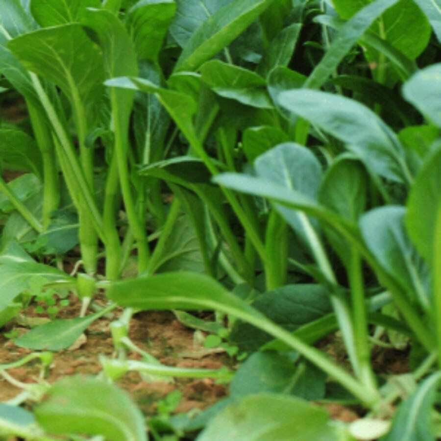 3500 Yu Choy Sum Seeds For Planting - Ci Ngt - Col De Floracin China ...