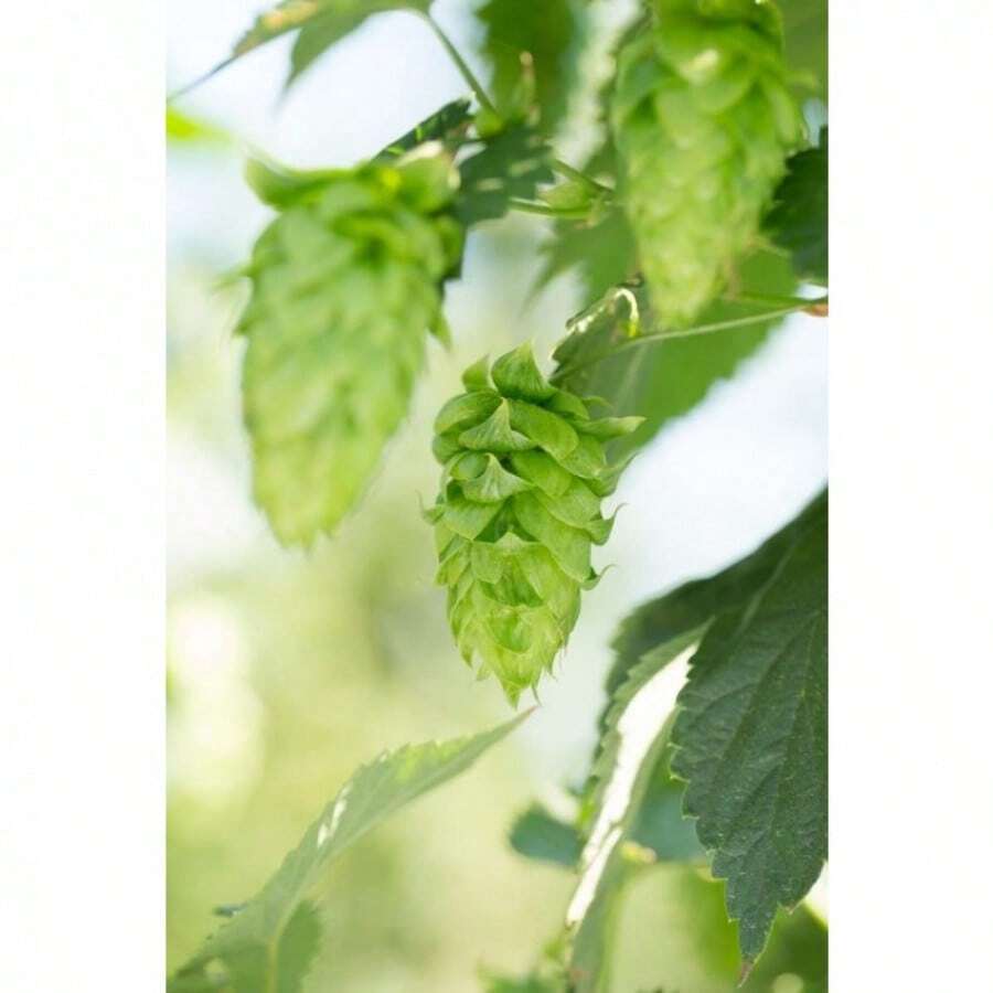 10 COMMON HOPS European Humulus Lupulus Vine Seeds Beer Making ...