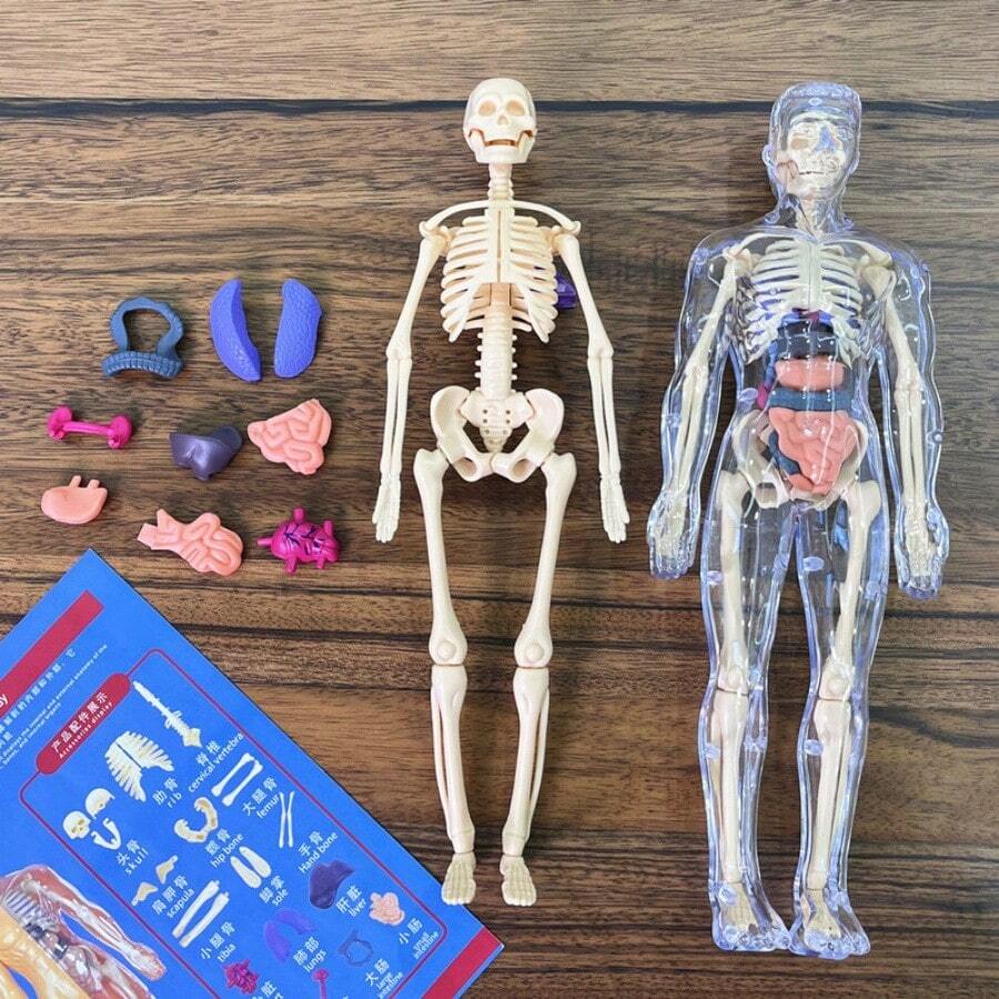 Detachable Human Skeleton Toy Model Organ Skeleton Simulation Medical ...