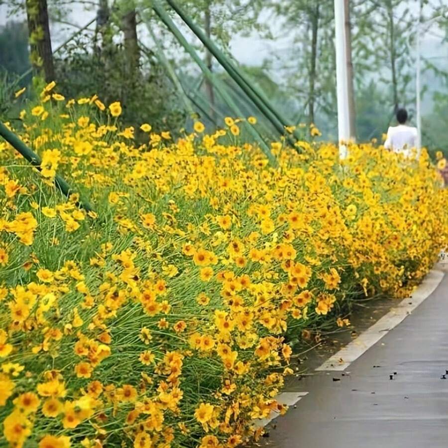 The Of Maverick SUPSEED Coreopsis Grandira Wer Seeds - Easy-Grow, Four ...