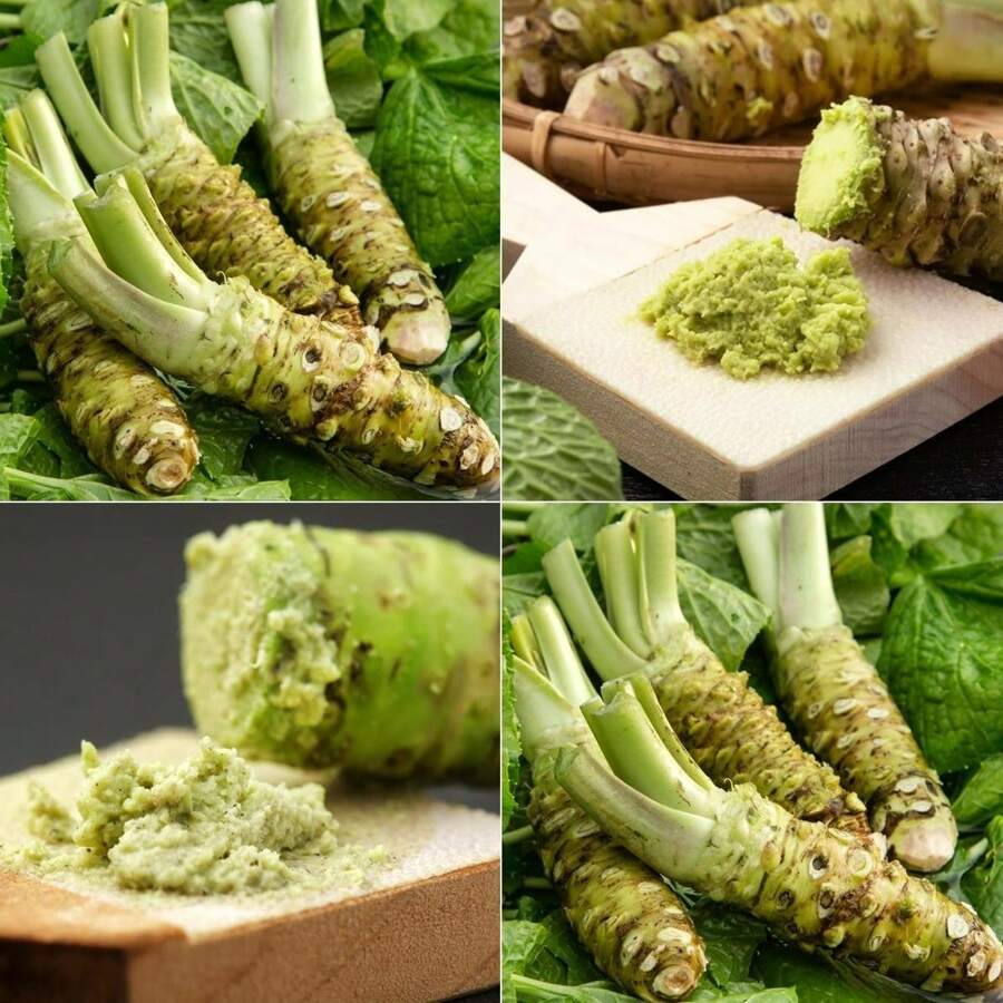 Horseradish Wasabi Seeds For Planting 500 Seeds Vegetable Seeds Pack ...