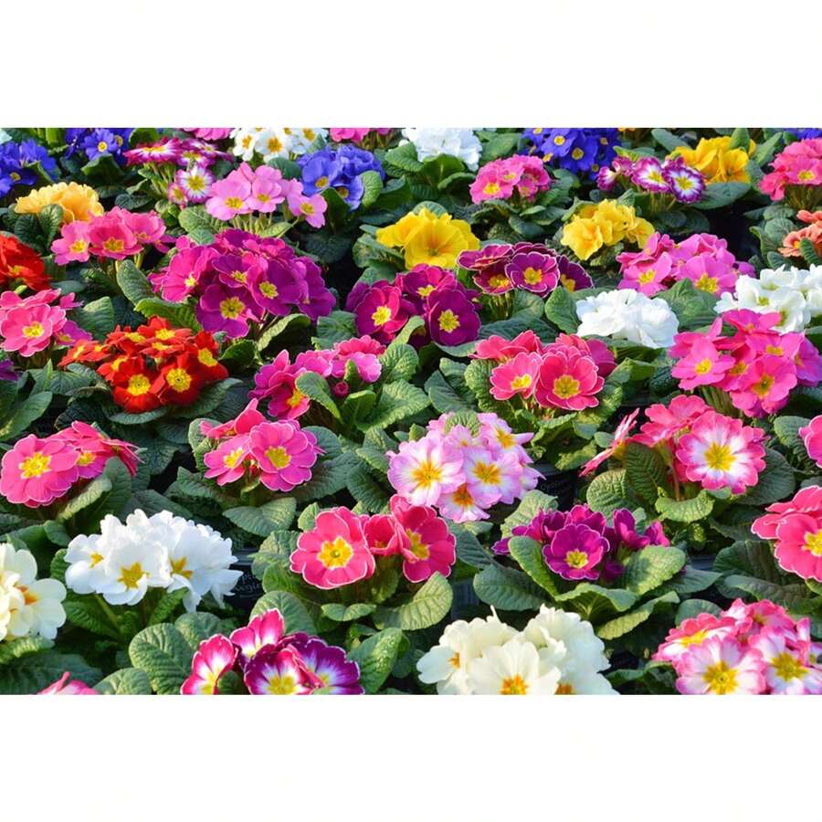 Mixed Color Primrose Seeds (Common Primrose) - Cold-Hardy, Perennial ...