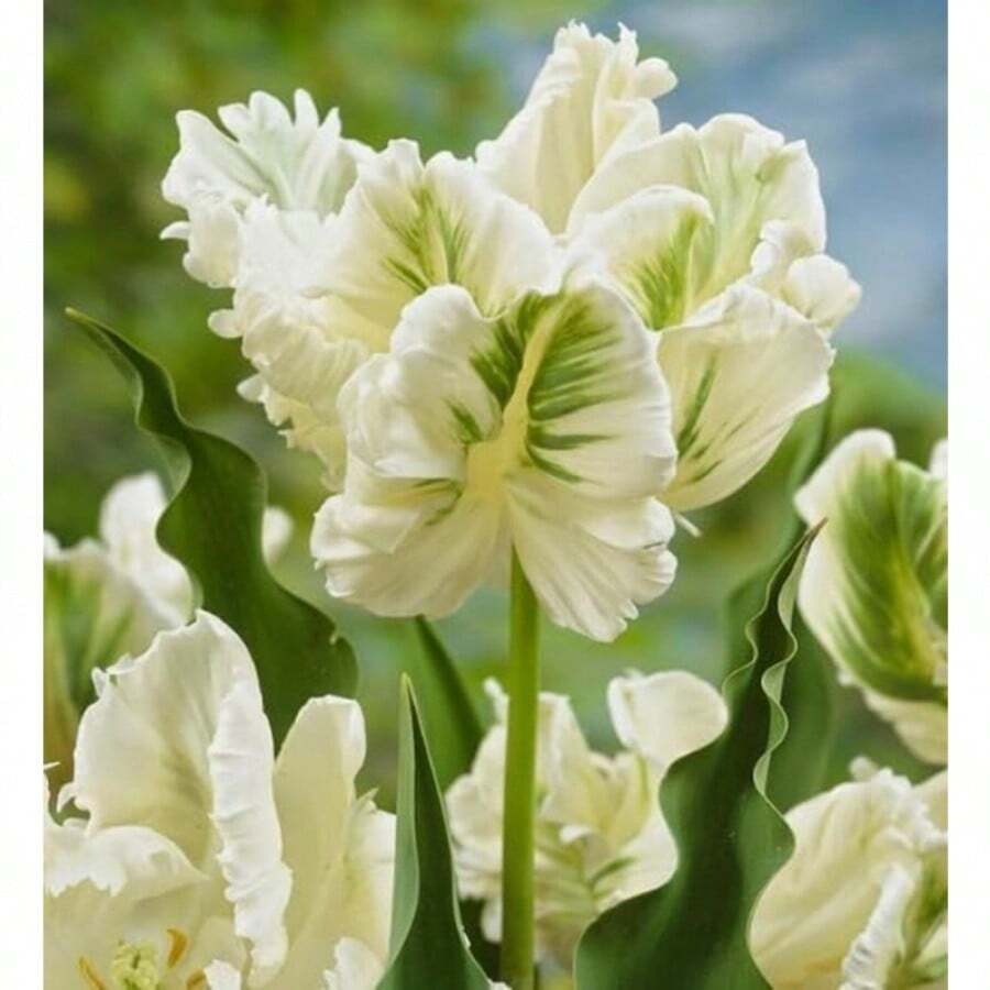 100 Super Parrot Tulip Bulb Seeds For Growing Perennial Flower Bulbs ...