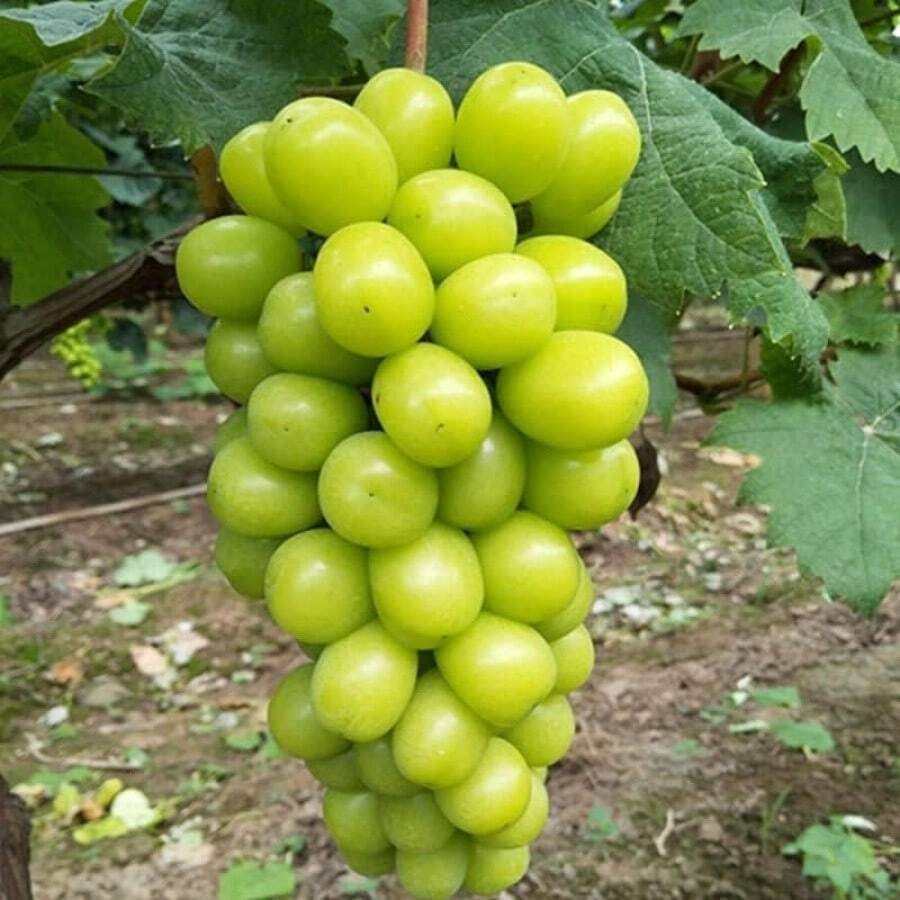 Easy-To-Grow Rare Grape Seeds, Grapevine Fruit Seed Mix Pack, Home ...