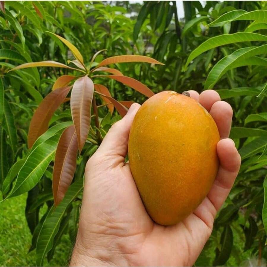 Seeds Mango Fruit Seed Seeds Delicious NonGMO Fruit Juicy Fruits Robust ...