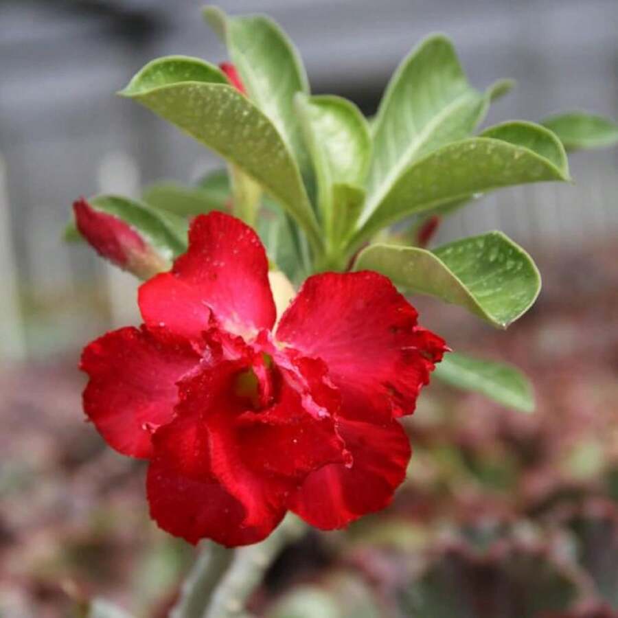 200 + Adenium Obesum Seeds Rare Tropical Exotic Plants Very Heat ...