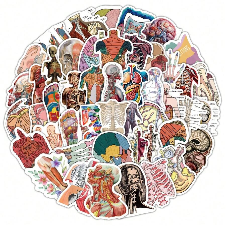 50pcs Classic Anatomy And Physiology Body Structure Stickers For DIY ...