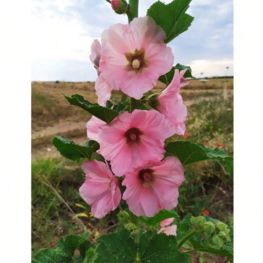 Hollyhock Seeds (Alcea Seeds ) - Cold-Hardy, Tall Perennial Flowers For ...