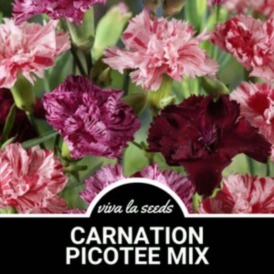 Carnation, Chabaud Picotee Mix 100 Seeds Heirloom Flower Easy To Grow ...