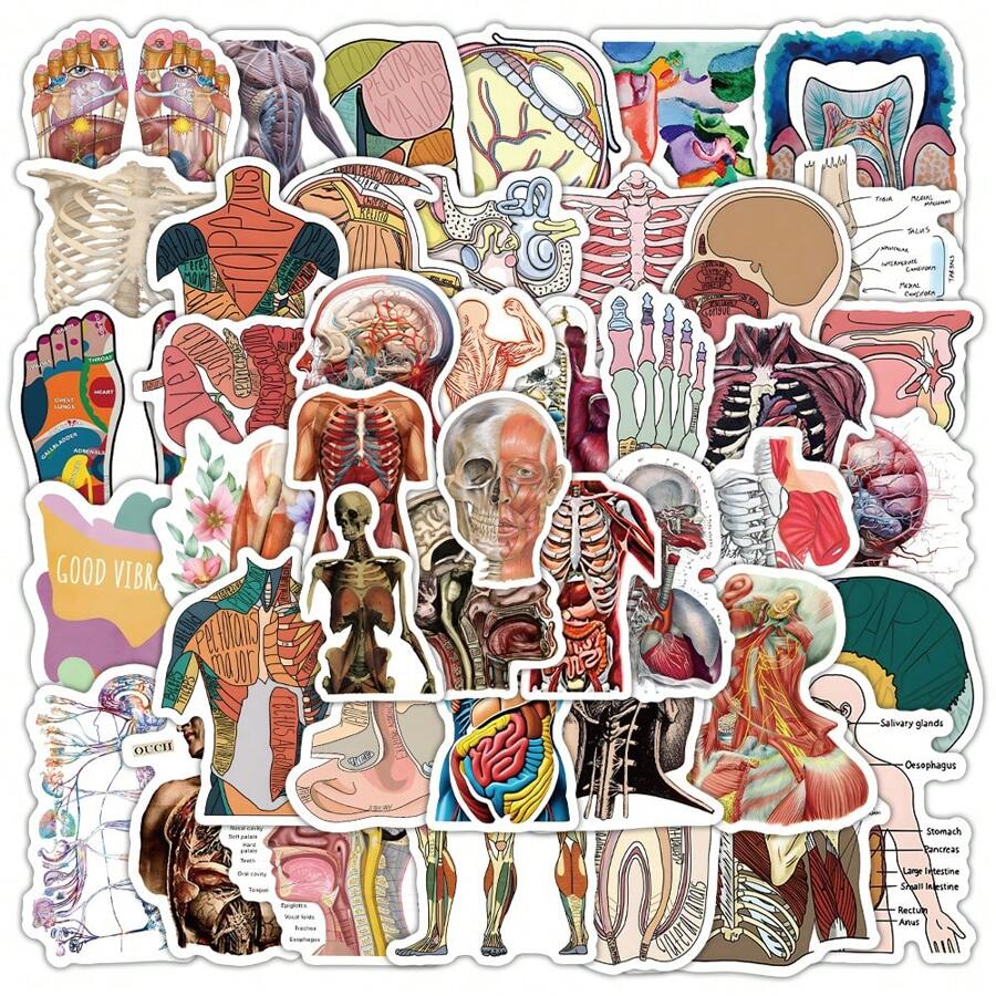 50pcs Classic Anatomy And Physiology Body Structure Stickers For DIY ...