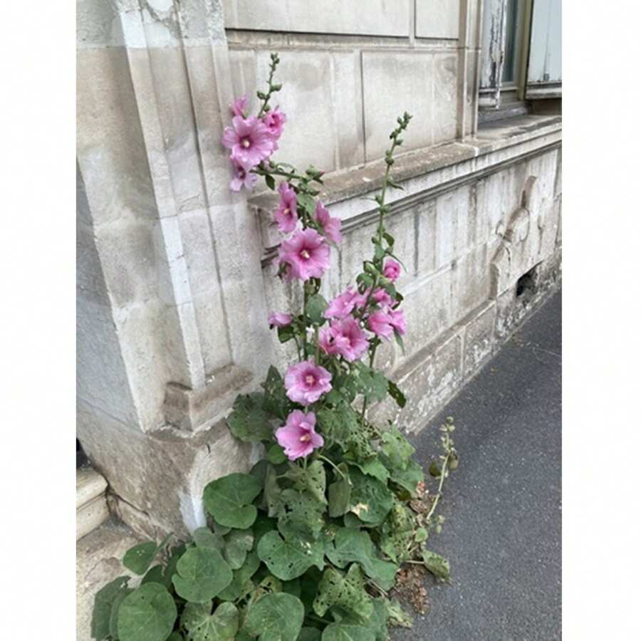Hollyhock Seeds (Alcea Seeds ) - Cold-Hardy, Tall Perennial Flowers For ...