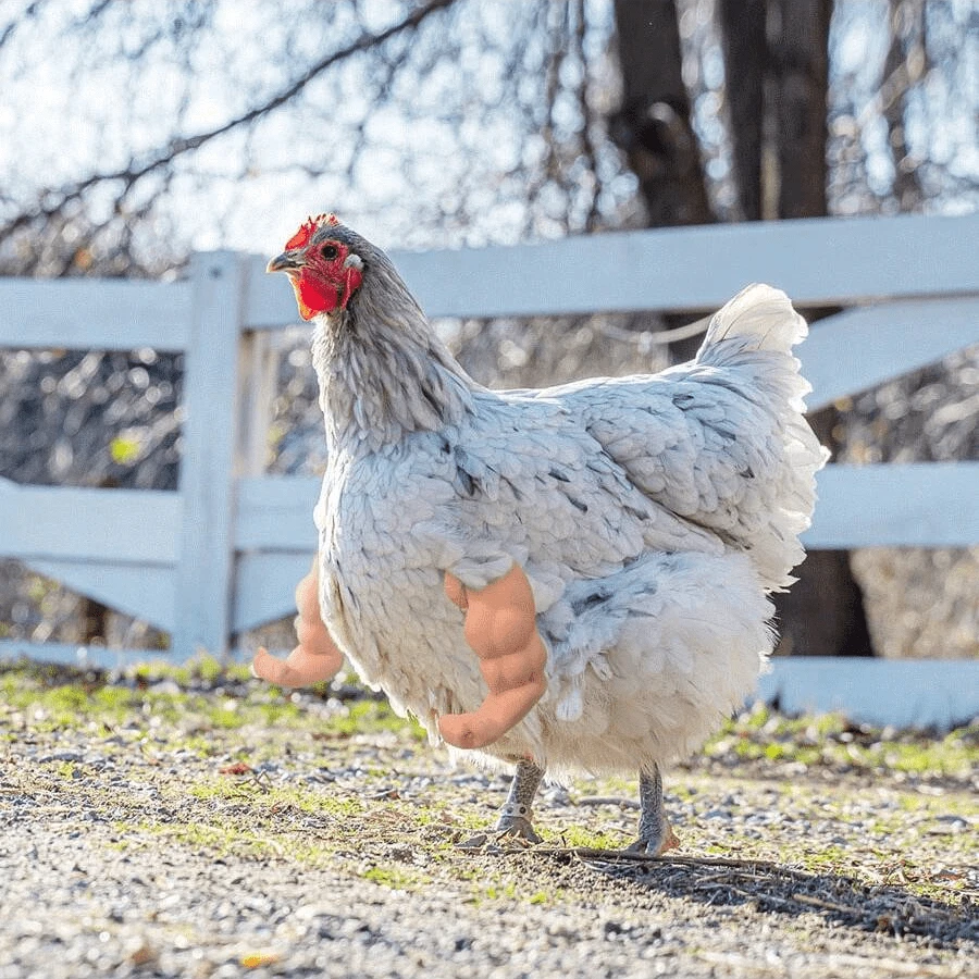 5 Pairs - Funny Chicken Arm Decorations, Chicken Forelimb Decor ...