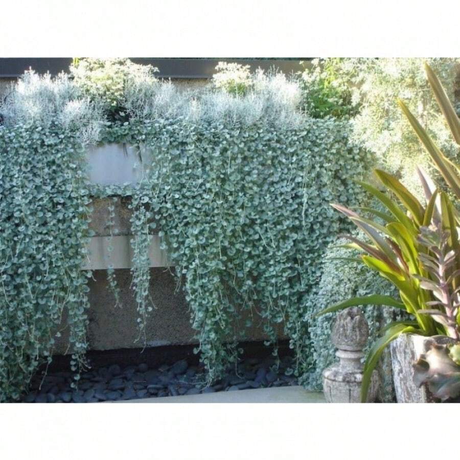 Silver Waterfall Alfalfa Seeds, Hanging Basket Flowers, Indoor Plants ...