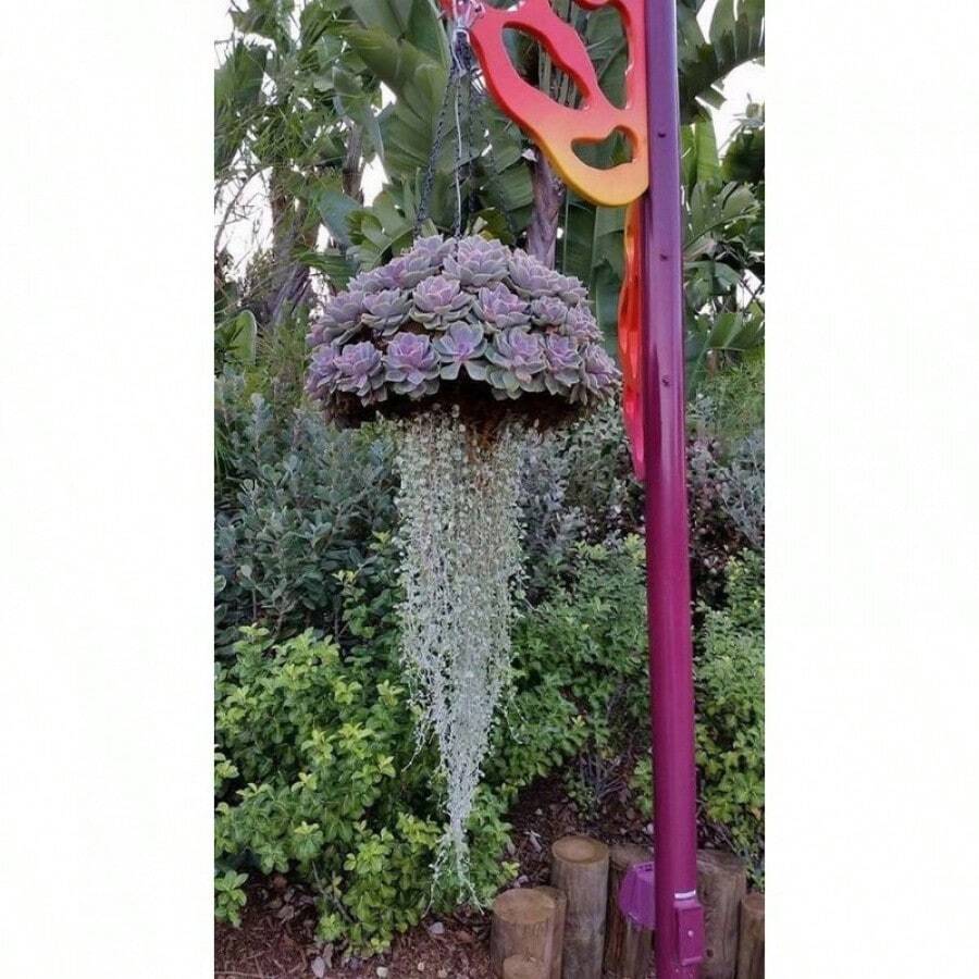 Silver Waterfall Alfalfa Seeds, Hanging Basket Flowers, Indoor Plants ...