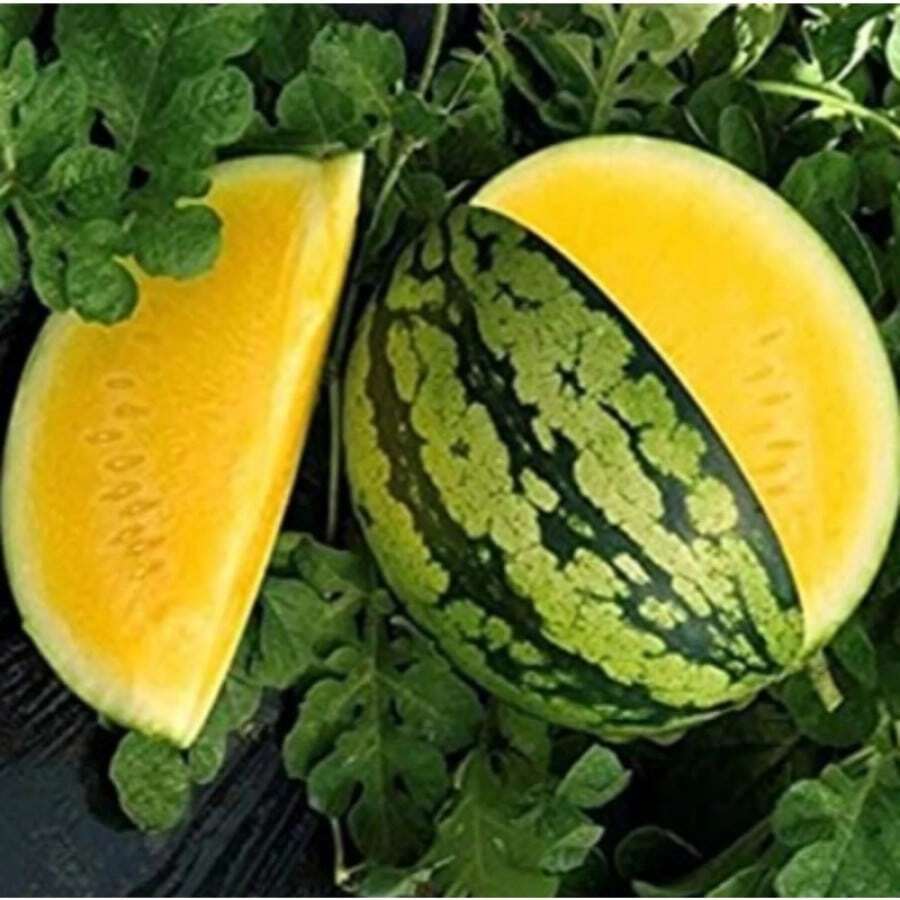 300 Yellow Watermelon Seeds, Non GMO, Truly Yellow, Very Sweet -Can Be ...