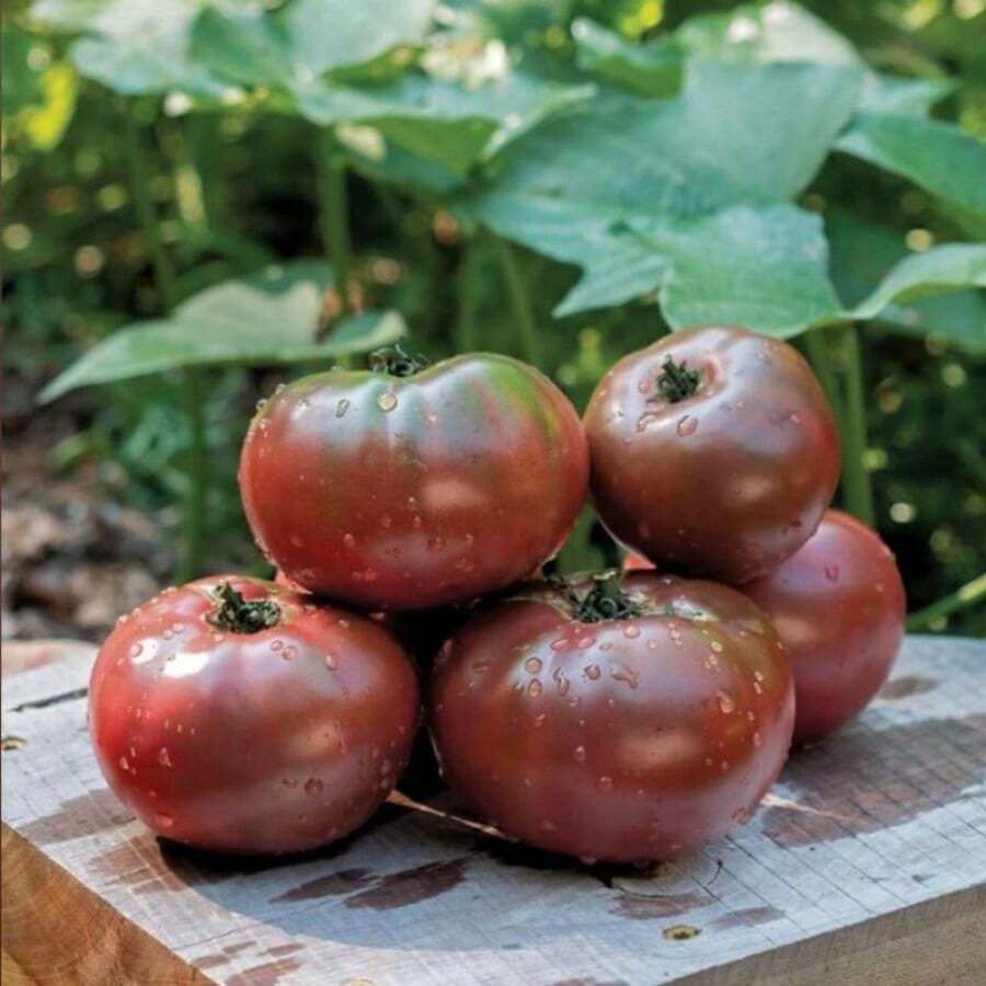 100 Pcs Tomato Seeds-Ribbed Tomatoes-The Most Delicious Home-Grown ...