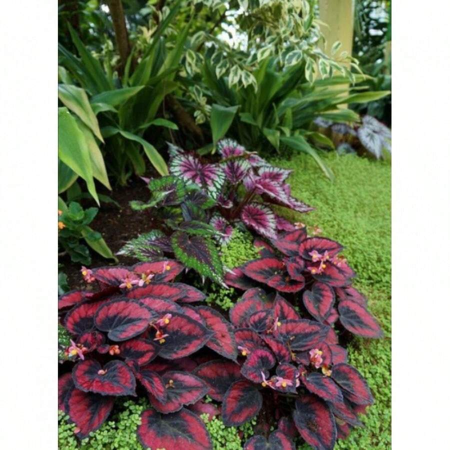 B1 Coleus Rare Varieties Seeds Hybrid Bonsai Thainland 100+ Varieties ...