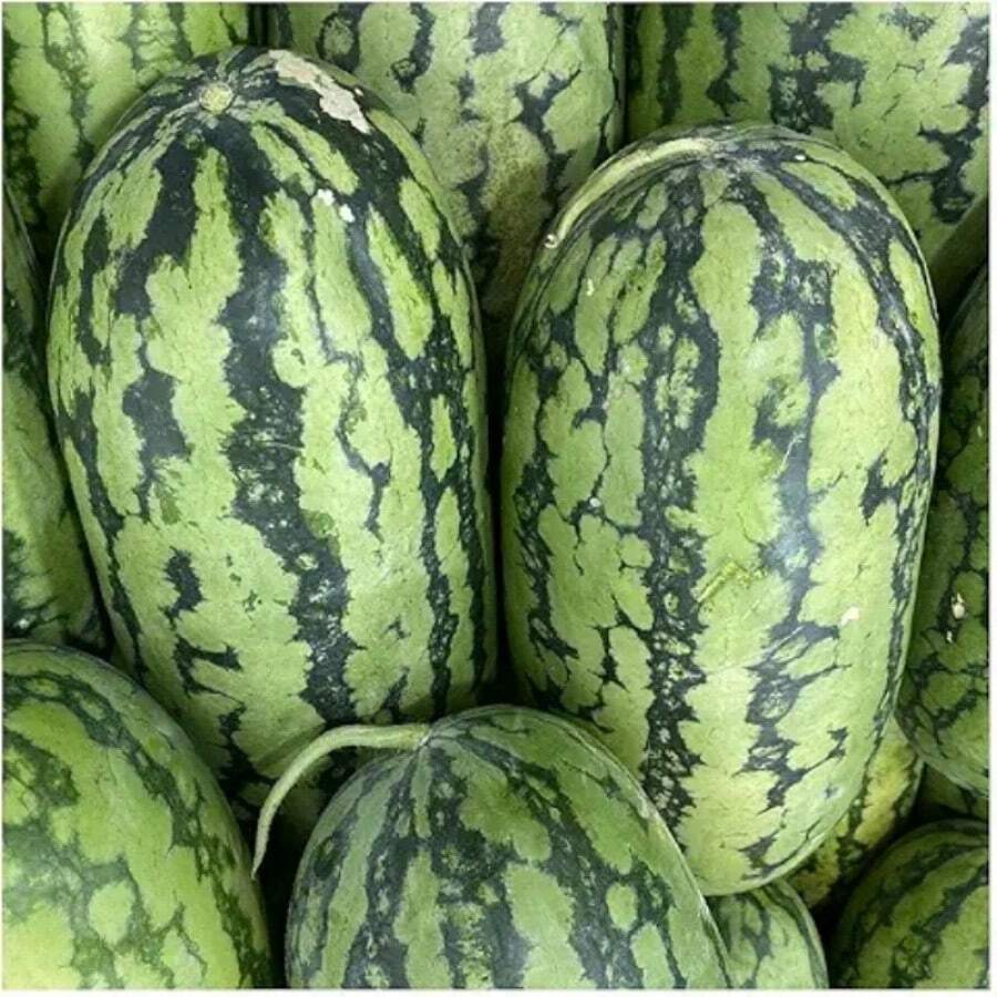 Rare Sweet Heirloom Watermelon Seeds For Planting | SHEIN USA