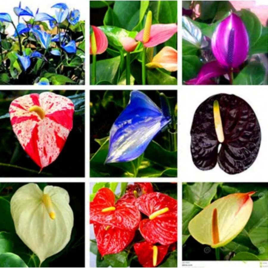 300 Mixed Color Anthurium Seeds Rare Anthurium Botanical Garden Flower ...