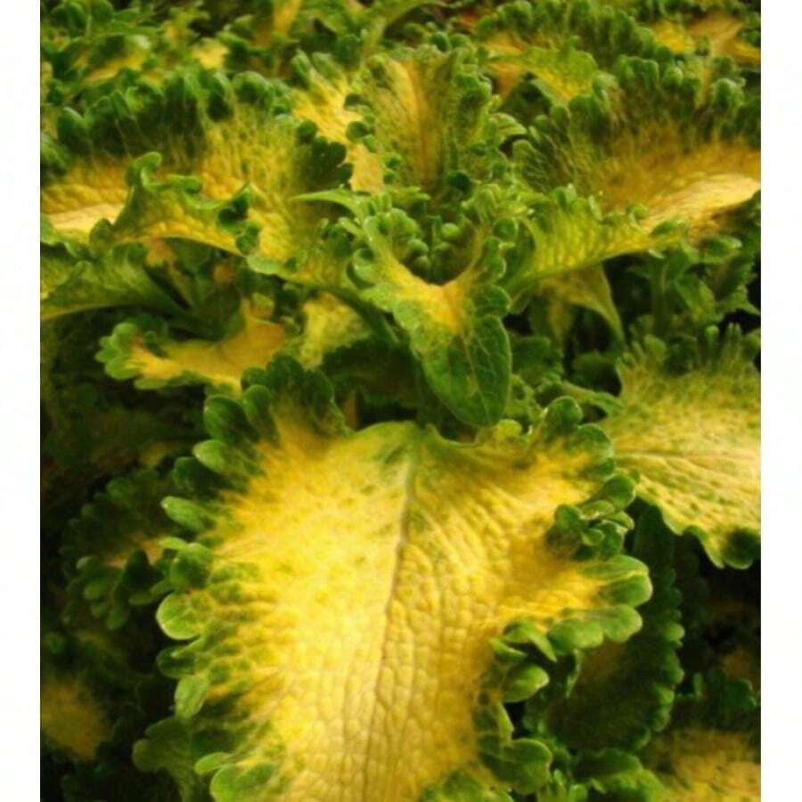 B1 Coleus Rare Varieties Seeds Hybrid Bonsai Thainland 100+ Varieties ...