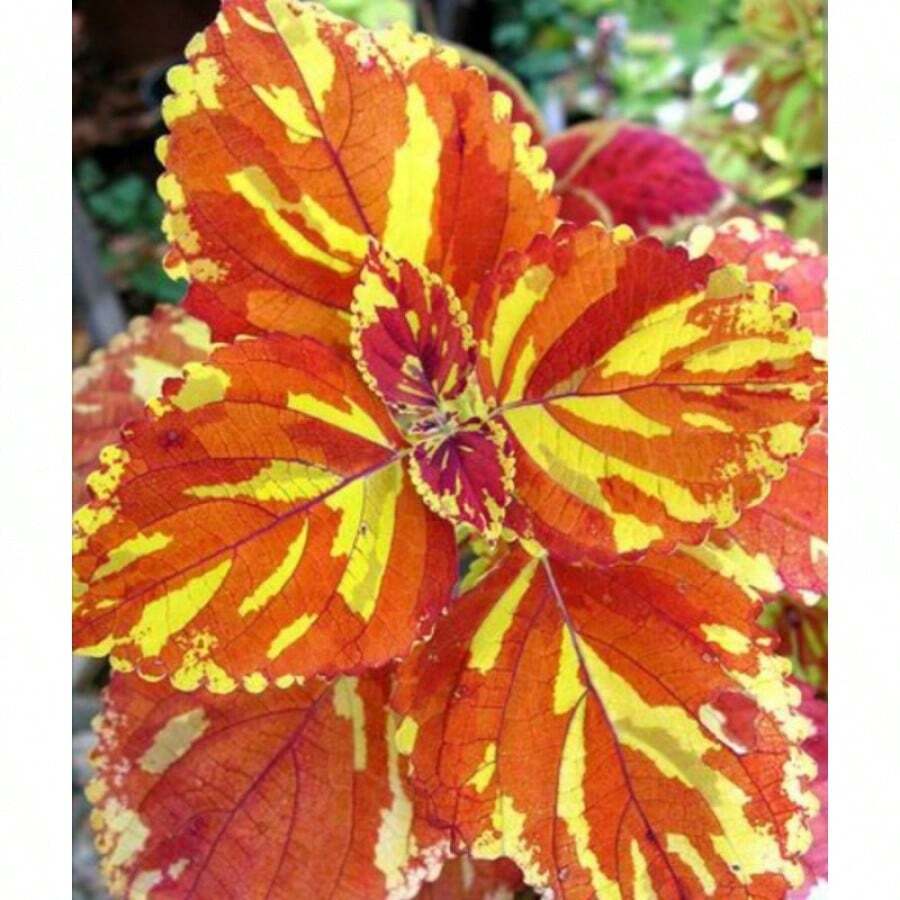 B1 Coleus Rare Varieties Seeds Hybrid Bonsai Thainland 100+ Varieties ...