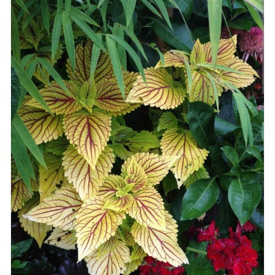 Semillas de coleus híbrido raro B1 con talla grande de 100 variedades ...