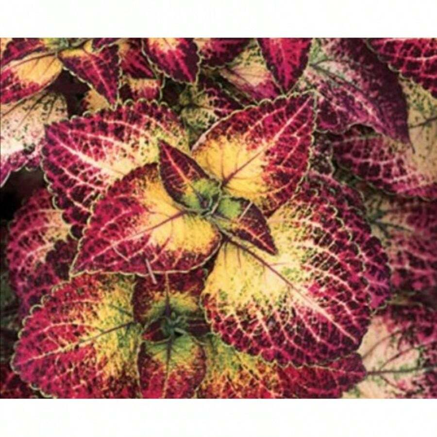 B1 Coleus Rare Varieties Seeds Hybrid Bonsai Thainland 100+ Varieties ...
