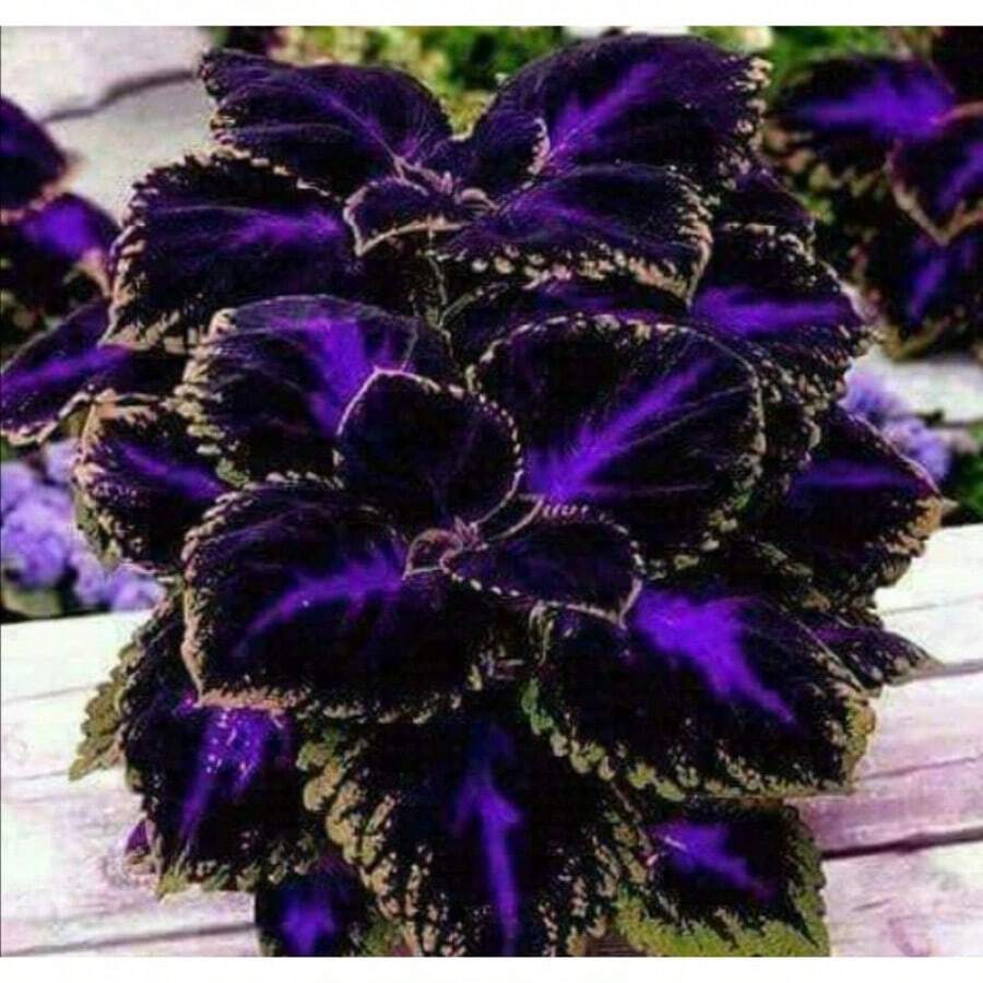 B1 Coleus Rare Varieties Seeds Hybrid Bonsai Thainland 100+ Varieties ...