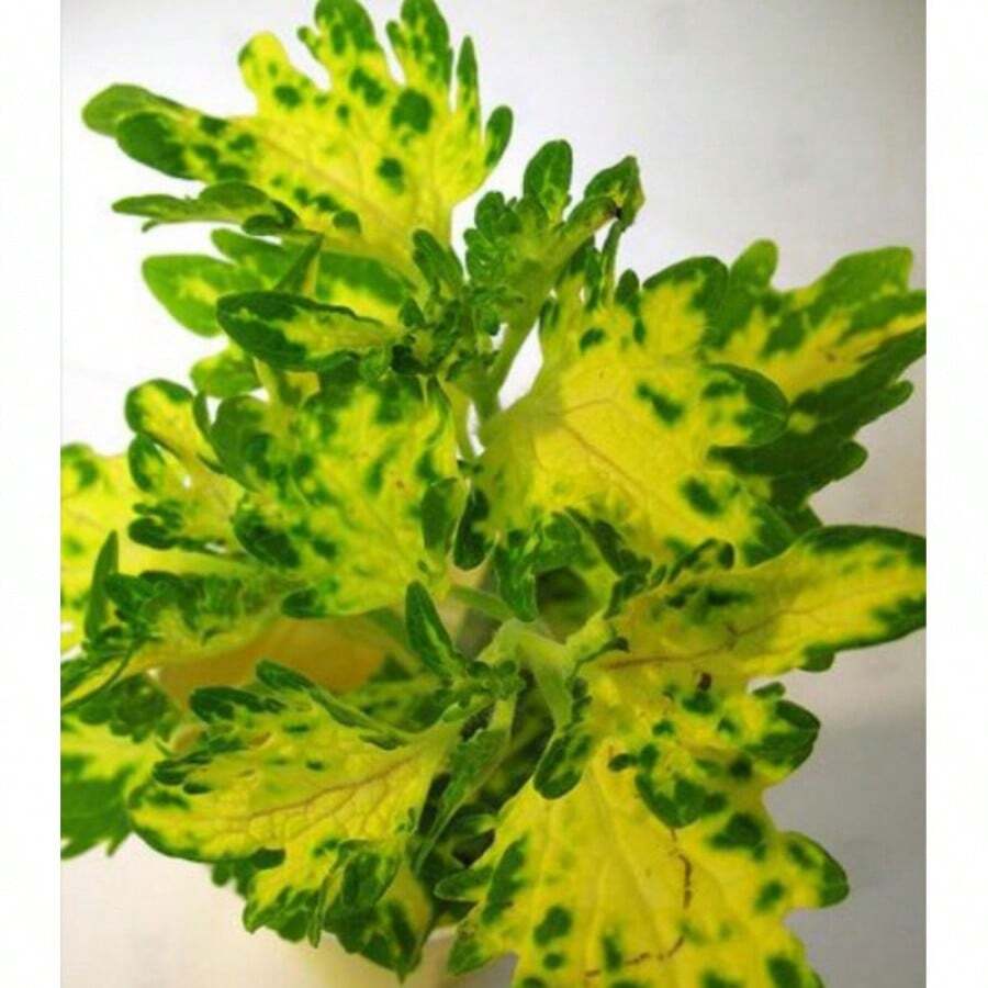 B1 Coleus Rare Varieties Seeds Hybrid Bonsai Thainland 100+ Varieties ...