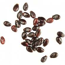 Rare Sweet Heirloom Watermelon Seeds For Planting丨 SHEIN香港