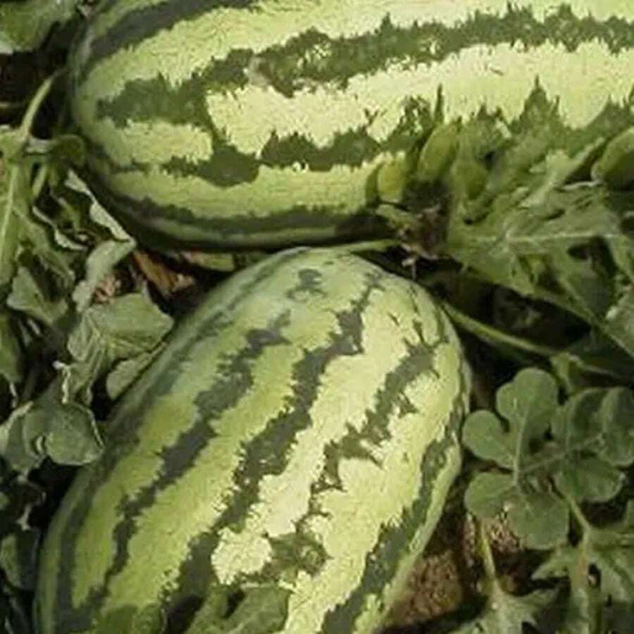 Rare Sweet Heirloom Watermelon Seeds For Planting | SHEIN South Africa