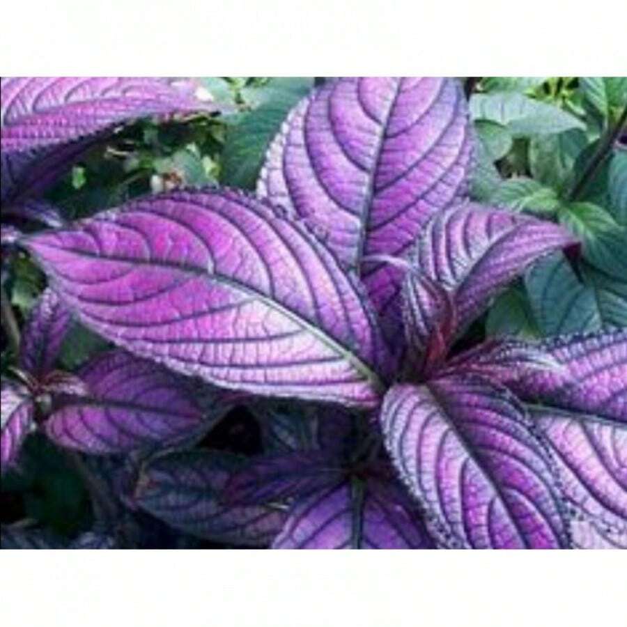 B1 Coleus Rare Varieties Seeds Hybrid Bonsai Thainland 100+ Varieties ...