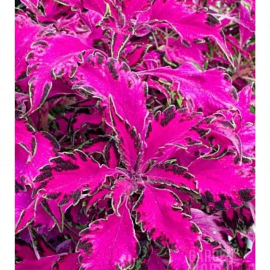 B1 Coleus Rare Varieties Seeds Hybrid Bonsai Thainland 100+ Varieties ...
