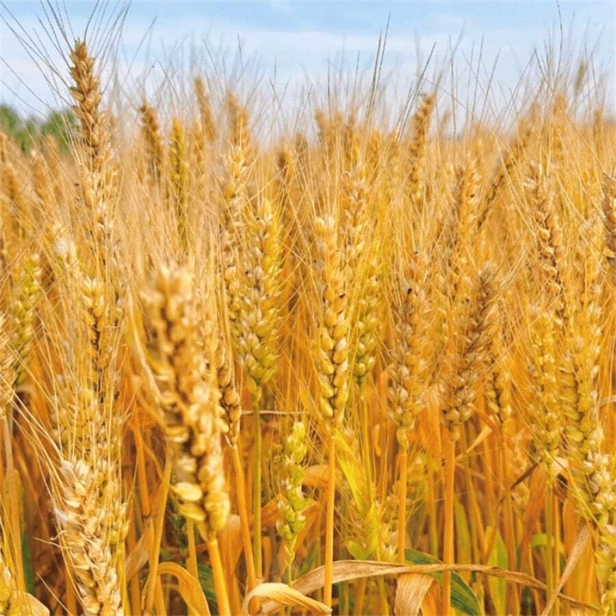 Golden Hope, Full Of Harvest Dreams - 200 Bright Wheat Seeds, Sowing ...