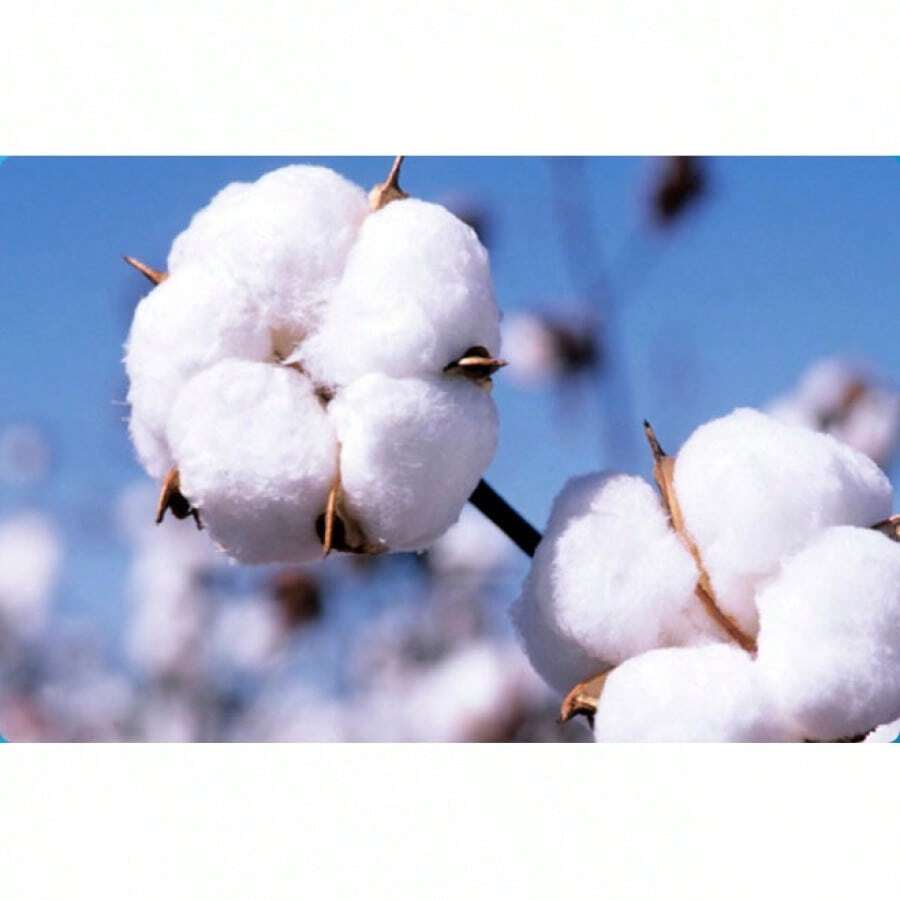 COTTON SEED`S (BULAK) DWARF Hybrid | SHEIN UK