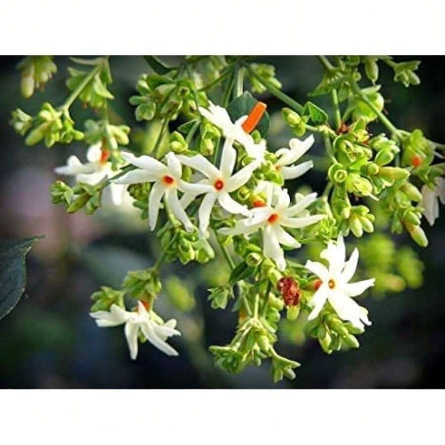 100pcs Night Jasmine Seeds | SHEIN USA