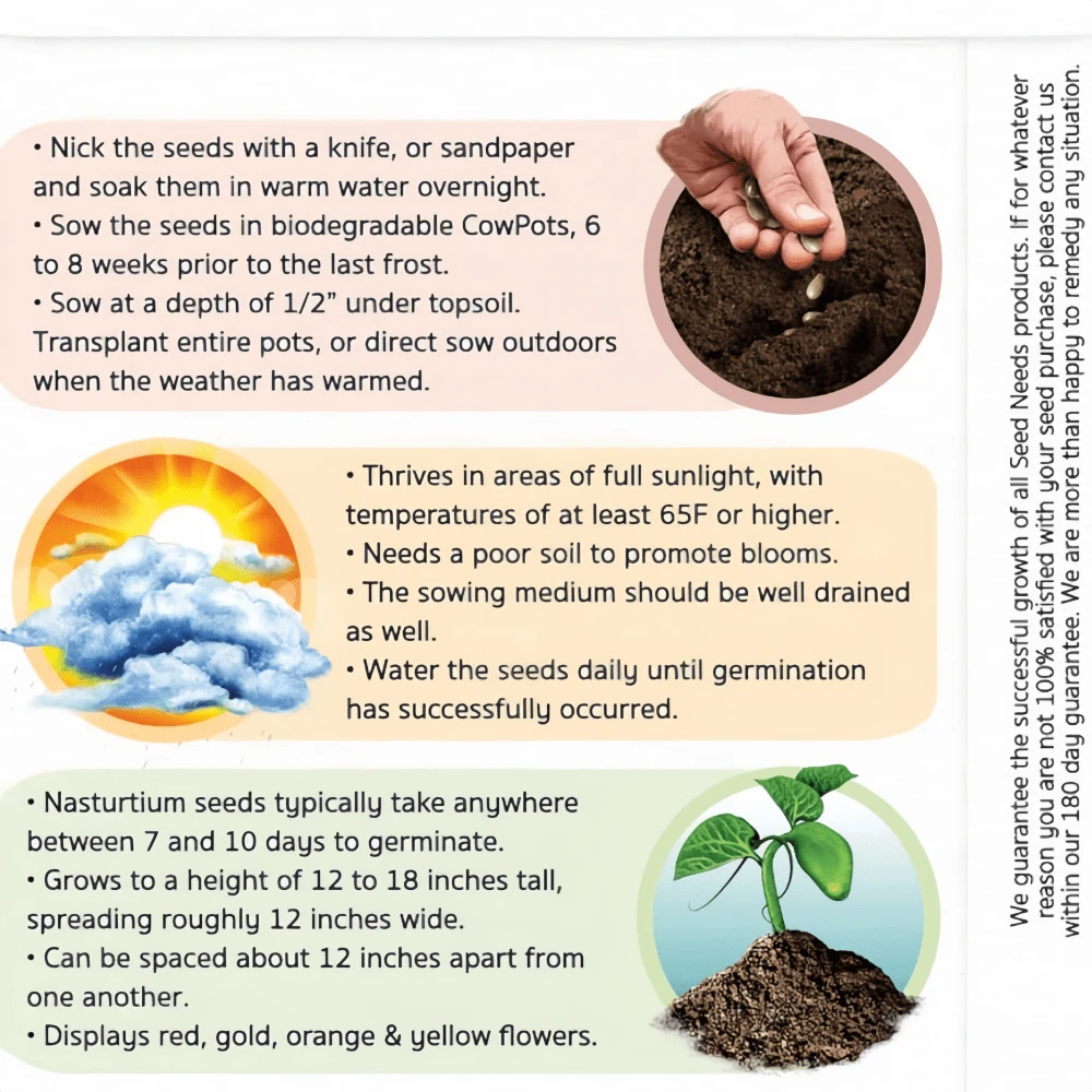 Seed Needs, 100+ Nasturtium Seeds For Planting - Jewel Mixture ...