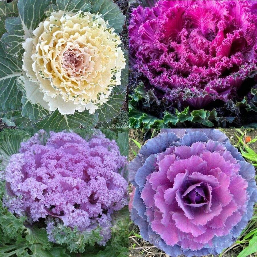 20pcs ORNAMENTAL KALE SEEDS SPRING GARDEN VEGETABLE FLOWERING CABBAGE ...