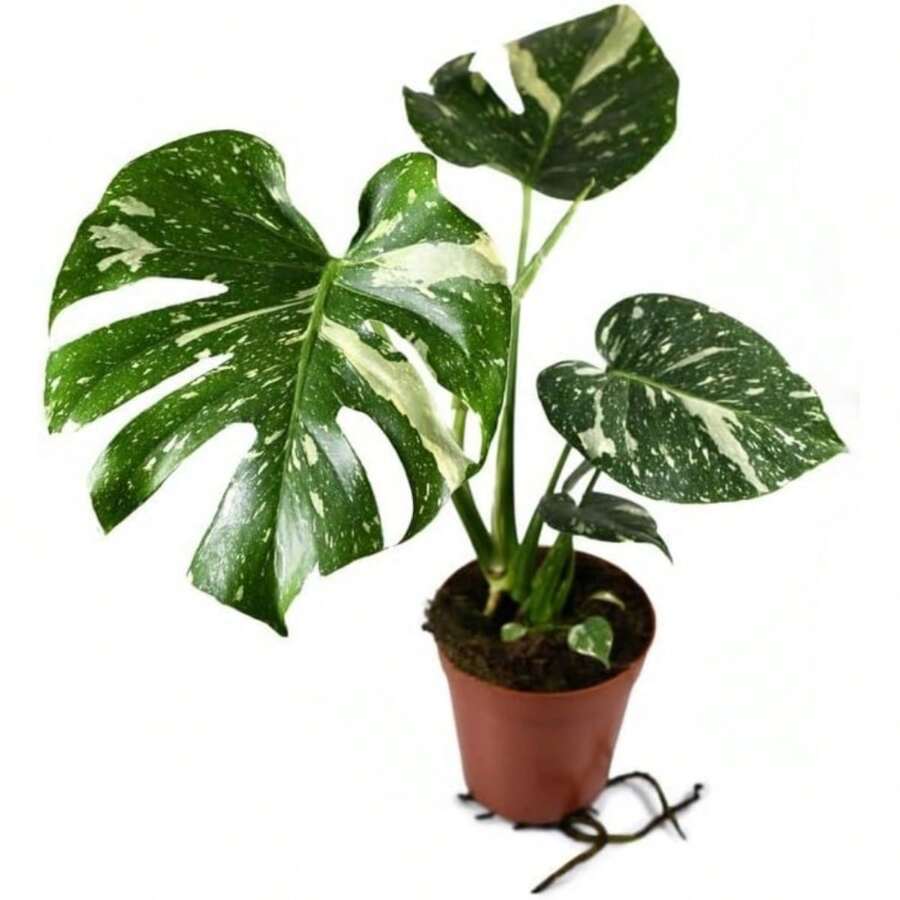 100 Seeds Thai Constellation Monstera - - Monstera Constellation ...