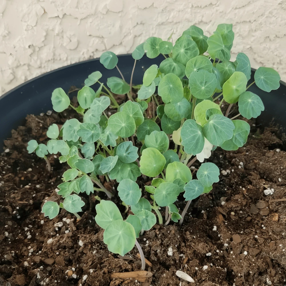 Seed Needs, 100+ Nasturtium Seeds For Planting - Jewel Mixture ...