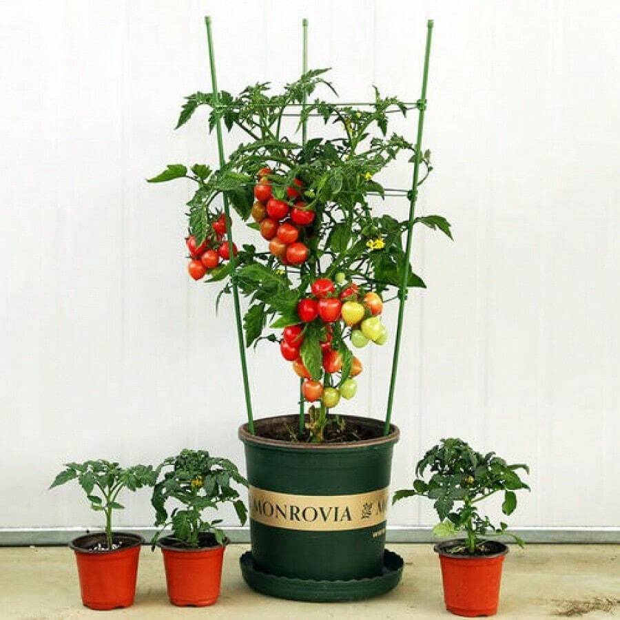 (10 Seeds-Sd047)Mini Tomatoes Cherry Tomatoes Potted Tomatoes Fruit ...