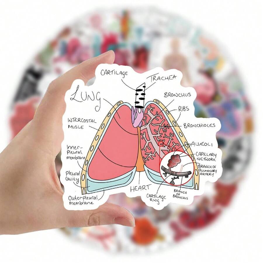 Anatomy Sticker, Bioanatomy Sticker, Student, Teacher, 50 Vinyl Sticker ...