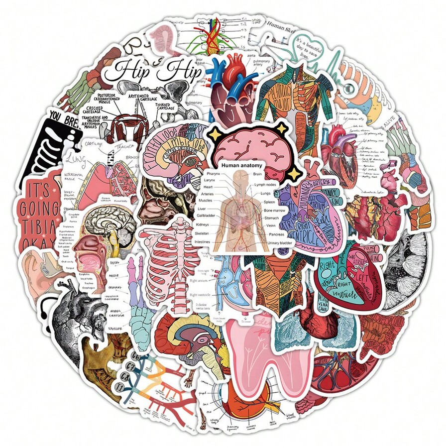 Anatomy Sticker, Bioanatomy Sticker, Student, Teacher, 50 Vinyl Sticker ...