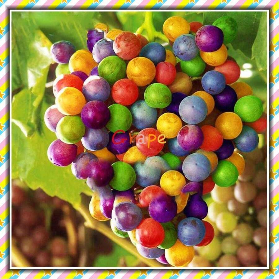10Pcs/Pack Grape Seeds Rainbow Colorful Garden Fruit Plants Sweet Kyoho ...