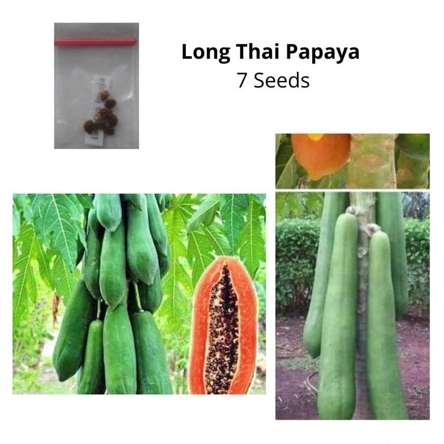 Long Thai Papaya Seeds | SHEIN South Africa
