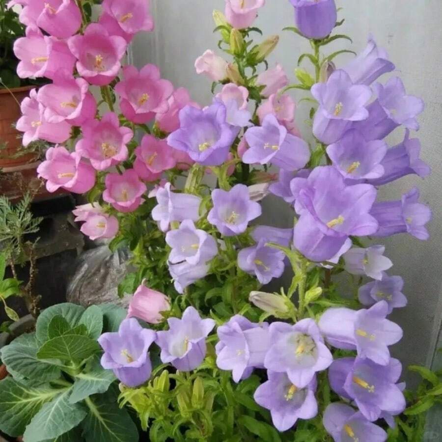999 Mix Bellflower Seeds Campanula Seeds Attract Pollinators, Easy Growing Striking Perennial ...